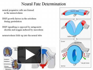 Neural Fate Determination presentation | free to view