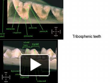 Tribosphenic teeth presentation | free to view