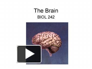 PPT – The Brain PowerPoint presentation | free to view - id: 3758c-MWJmY