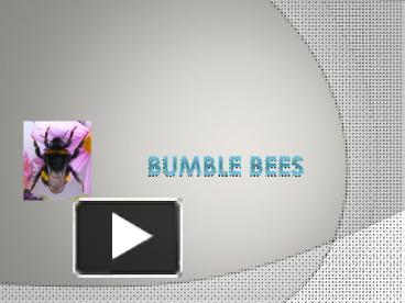 Bumble Bees presentation | free to download
