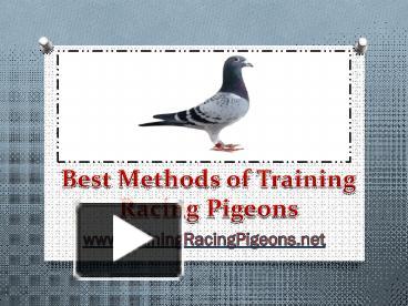Best Methods of Training Racing Pigeons presentation | free to view