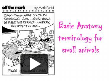 ANATOMY OF SMALL ANIMALS presentation | free to view