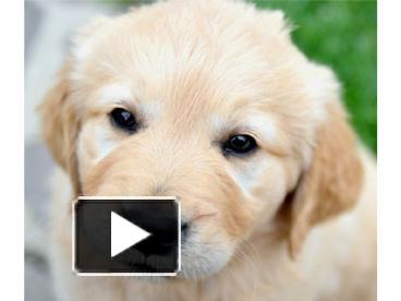 Cute Puppies Photo Slideshow | free to download - id: 3ad2f8-MjI0N