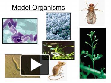 Model Organisms presentation | free to view