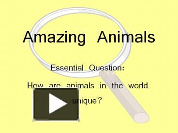 Amazing Animals presentation | free to view