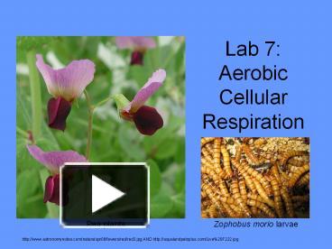 PPT – Lab 7: Aerobic Cellular Respiration Pea plants Zophobus ...