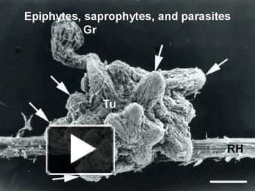 Epiphytes, saprophytes, and parasites presentation | free to view