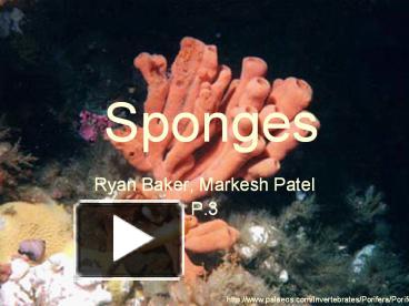 Sponges presentation | free to view