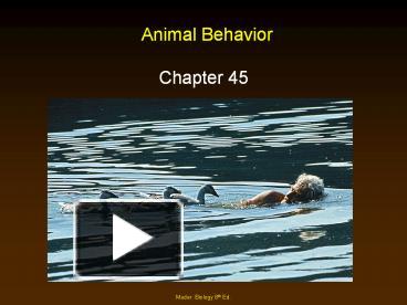 PPT – Animal Behavior PowerPoint presentation | free to download - id ...