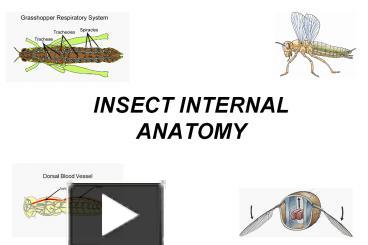 INSECT INTERNAL ANATOMY presentation | free to view