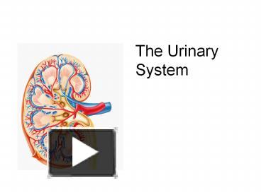 The Urinary System presentation | free to view