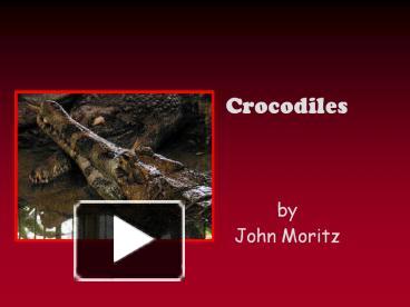 PPT – Crocodiles PowerPoint presentation | free to view - id: 3c8a8b-MDdjO
