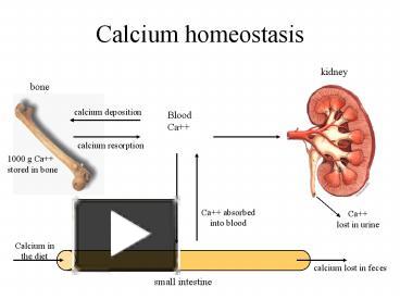 Calcium homeostasis presentation | free to view
