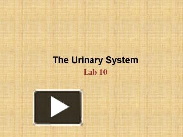PPT – The Urinary System PowerPoint presentation | free to download ...