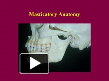 PPT – Masticatory Anatomy PowerPoint presentation | free to view - id ...