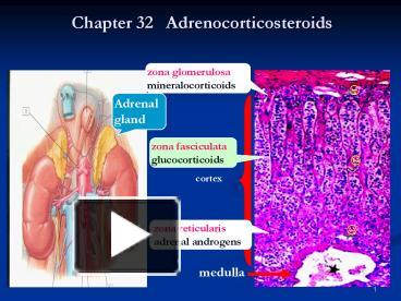 Chapter 32 Adrenocorticosteroids presentation | free to view