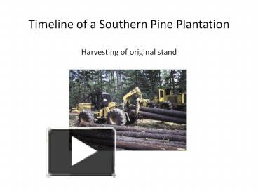 Timeline of a Southern Pine Plantation presentation | free to view