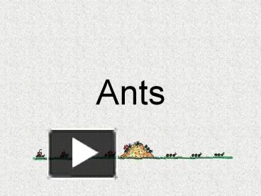 Ants presentation | free to download