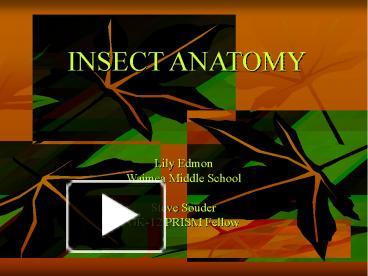 PPT – INSECT ANATOMY PowerPoint presentation | free to download - id ...