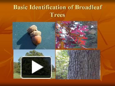 Basic Identification of Broadleaf Trees presentation | free to view