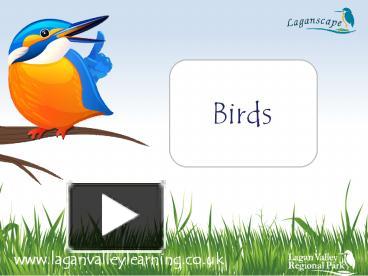 Birds presentation | free to download