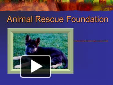 PPT – Animal Rescue Foundation PowerPoint presentation | free to ...