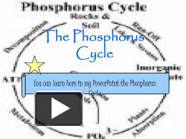 The Phosphorus Cycle presentation | free to view