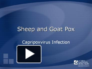 PPT – Sheep and Goat Pox PowerPoint presentation | free to download ...