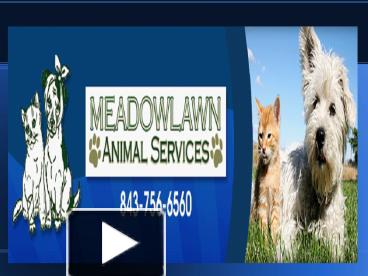 PPT – Animal Clinic: Curing and Treating All Types of Animals ...