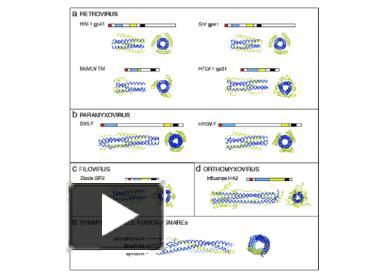 PPT – These are all Class I Virus Fusion Proteins PowerPoint ...