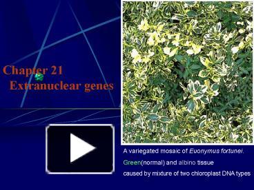 Chapter 21 Extranuclear genes presentation | free to view