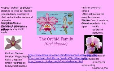 The Orchid Family (Orchidaceae) presentation | free to view