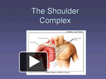 PPT – The Shoulder Complex PowerPoint presentation | free to download ...