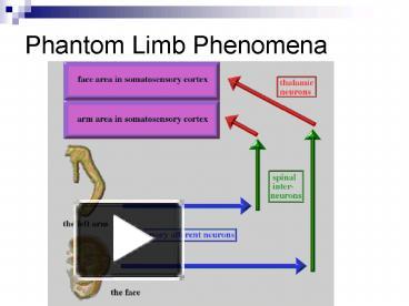 Phantom Limb Phenomena presentation | free to download