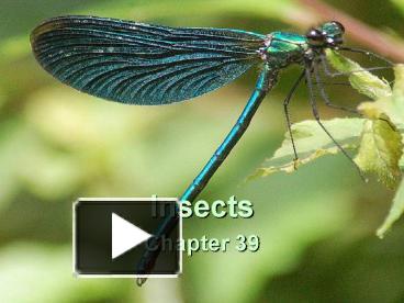 PPT – Insects PowerPoint presentation | free to download - id: 405083-NzQ2O