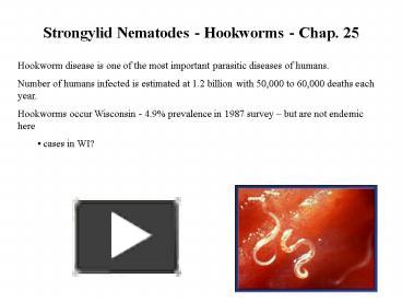 Strongylid Nematodes Hookworms Chap. 25 presentation | free to view