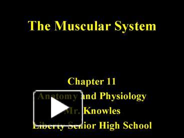 PPT – The Muscular System PowerPoint presentation | free to download ...