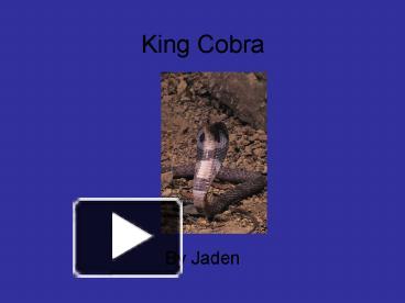 King Cobra presentation | free to view