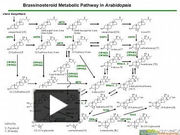 Brassinosteroid Metabolic Pathway in Arabidopsis presentation | free to ...