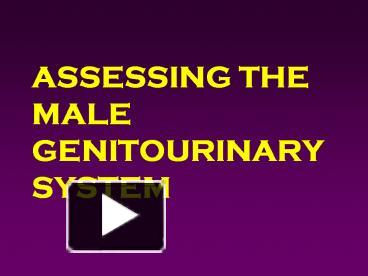 PPT – ASSESSING THE MALE GENITOURINARY SYSTEM PowerPoint presentation ...