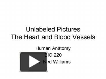 PPT – Unlabeled Pictures The Heart and Blood Vessels PowerPoint ...