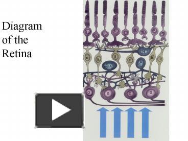 PPT – Diagram of the Retina PowerPoint presentation | free to download ...