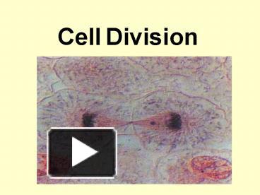 Cell Division presentation | free to download
