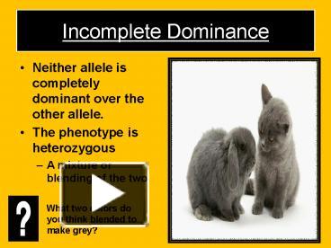 Incomplete Dominance presentation | free to view