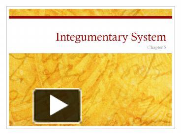 PPT – Integumentary System PowerPoint presentation | free to view - id ...