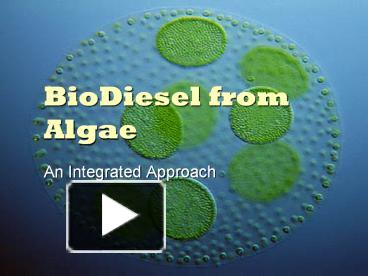 BioDiesel from Algae presentation | free to download
