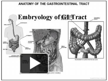 PPT – Embryology of GI Tract PowerPoint presentation | free to view ...