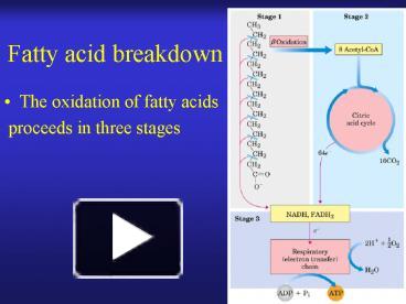 PPT – Fatty acid breakdown PowerPoint presentation | free to view - id ...