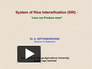 System of Rice Intensification (SRI) - presentation | free to download