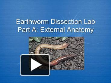 PPT – Earthworm Dissection Lab Part A: External Anatomy PowerPoint ...